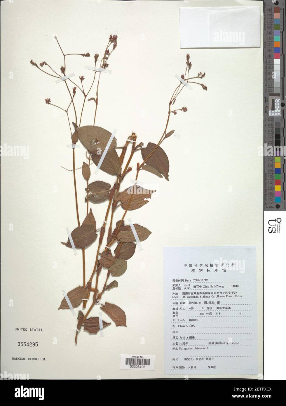 Polygonum chinense L Stock Photo - Alamy