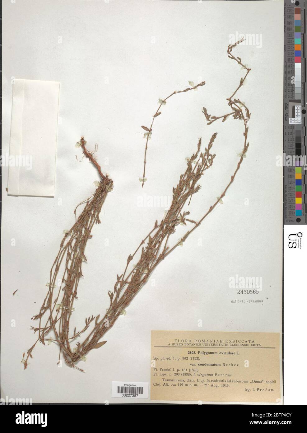 Polygonum aviculare L Stock Photo - Alamy