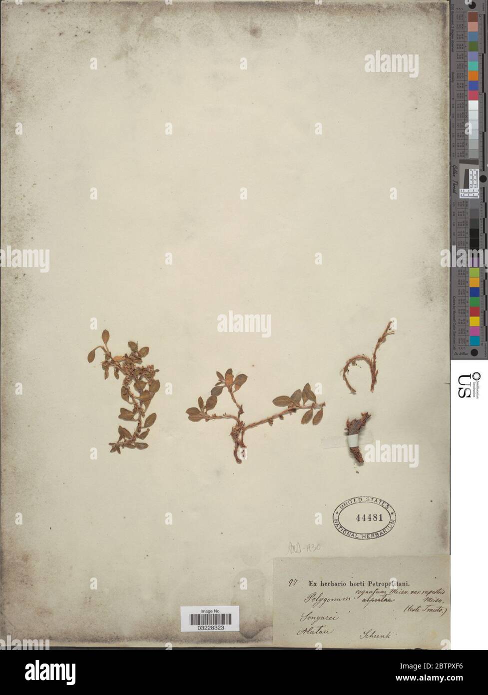 Polygonum cognatum Meisn Stock Photo - Alamy