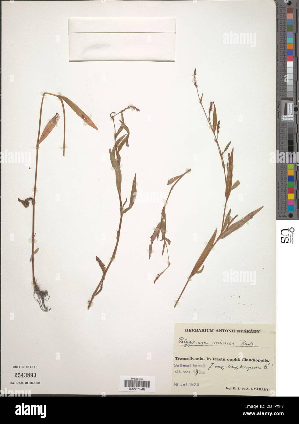 Polygonum minus hi-res stock photography and images - Alamy