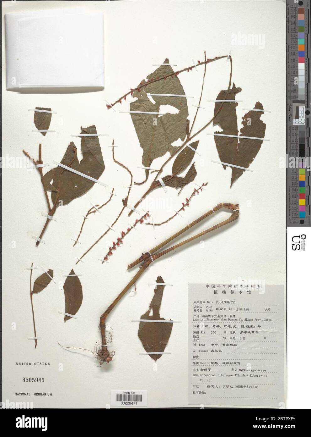 Filiforme hi-res stock photography and images - Alamy