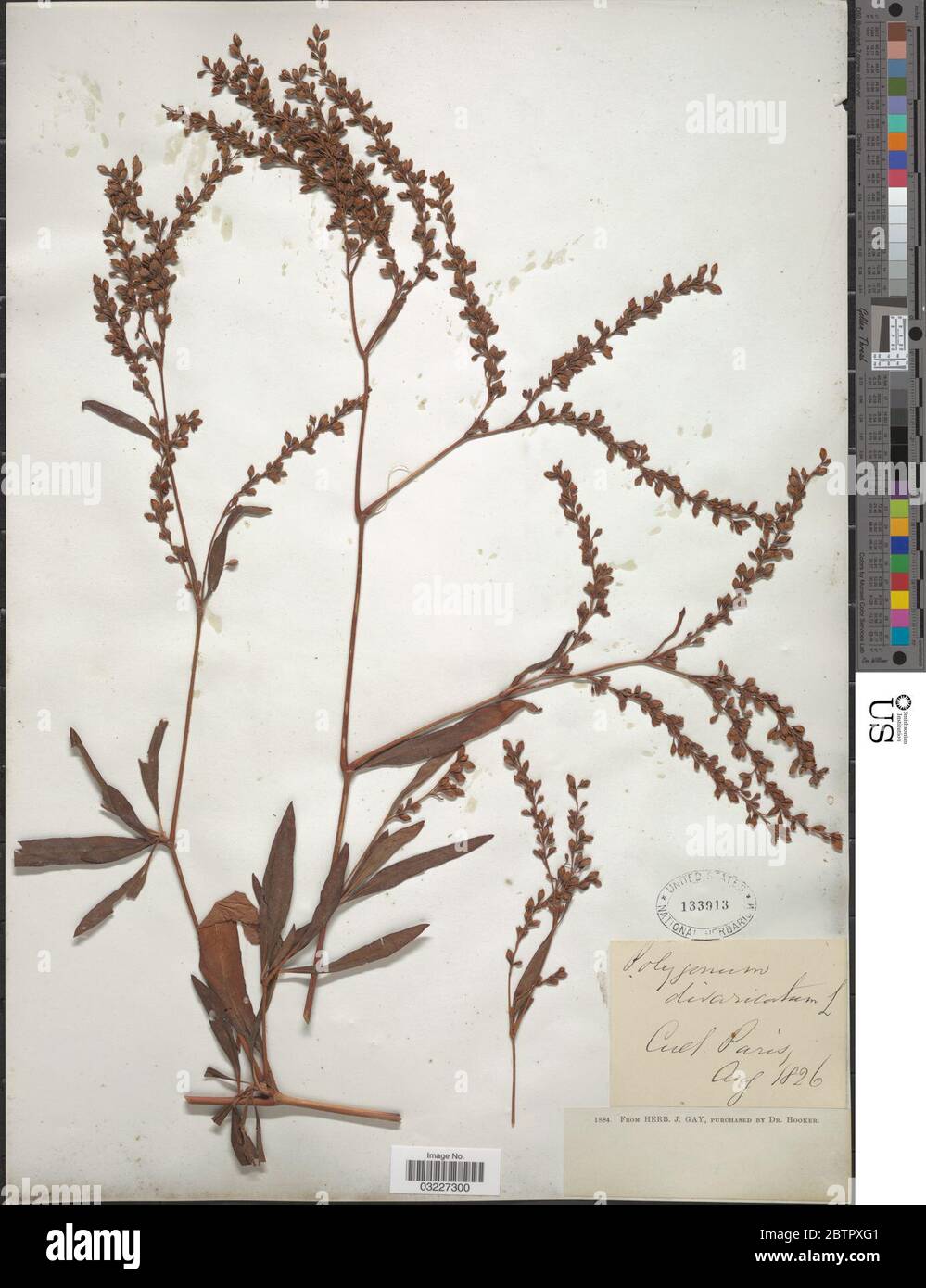 Polygonum divaricatum L Stock Photo - Alamy