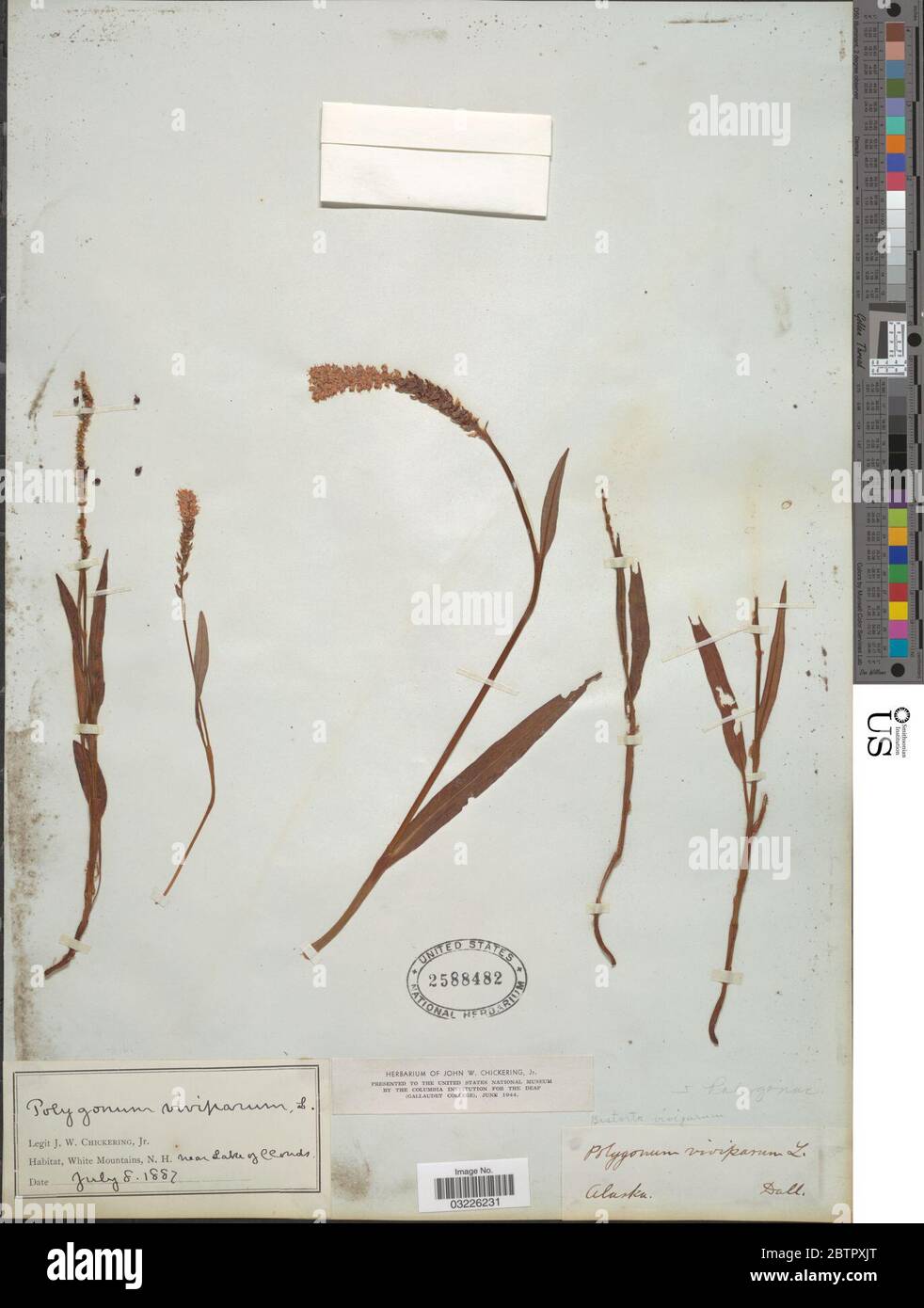 Viviparum hi-res stock photography and images - Alamy