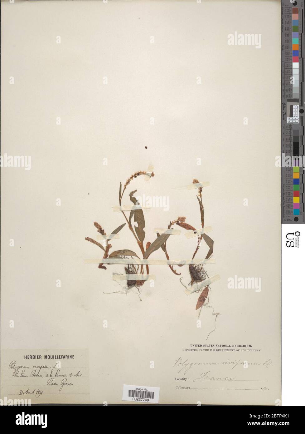 Polygonum viviparum L Stock Photo - Alamy