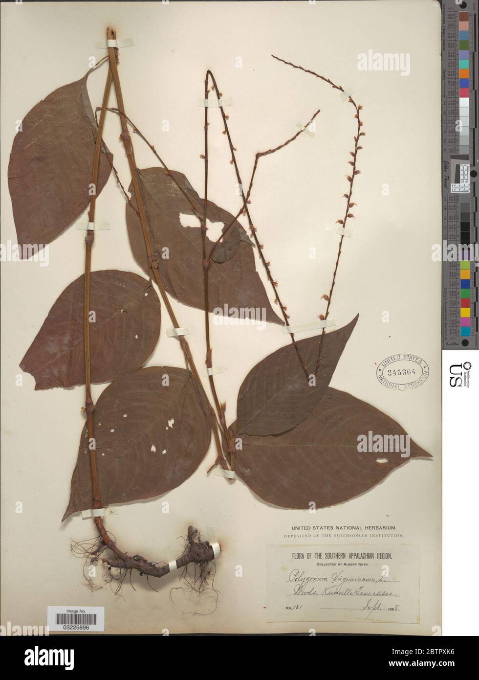 Polygonum virginianum hi-res stock photography and images - Alamy