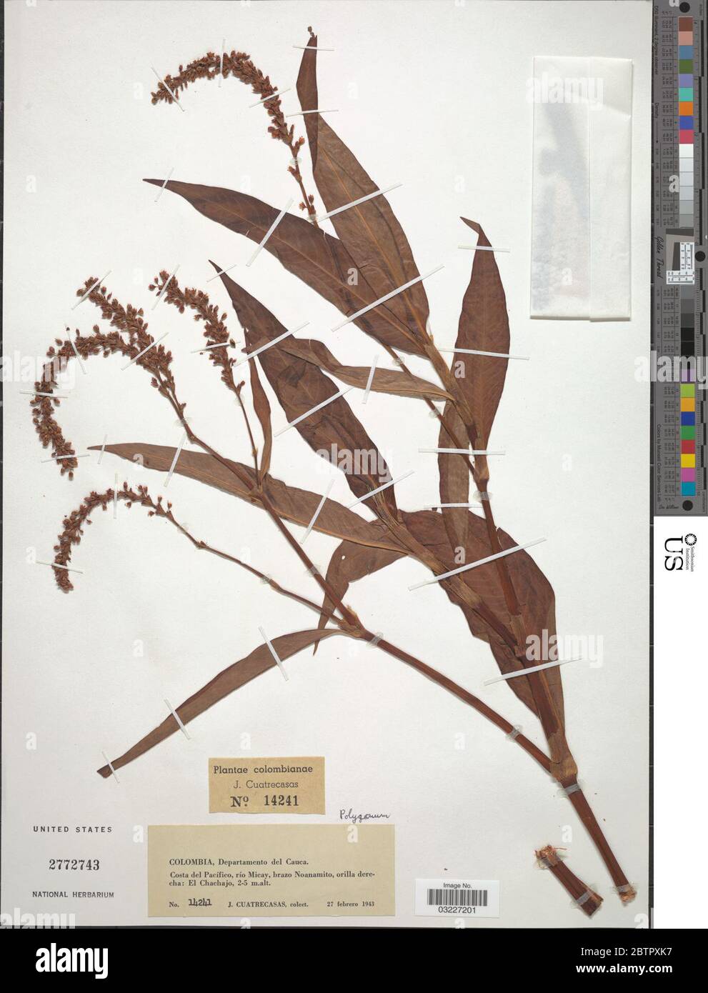 Polygonum sp hi-res stock photography and images - Alamy