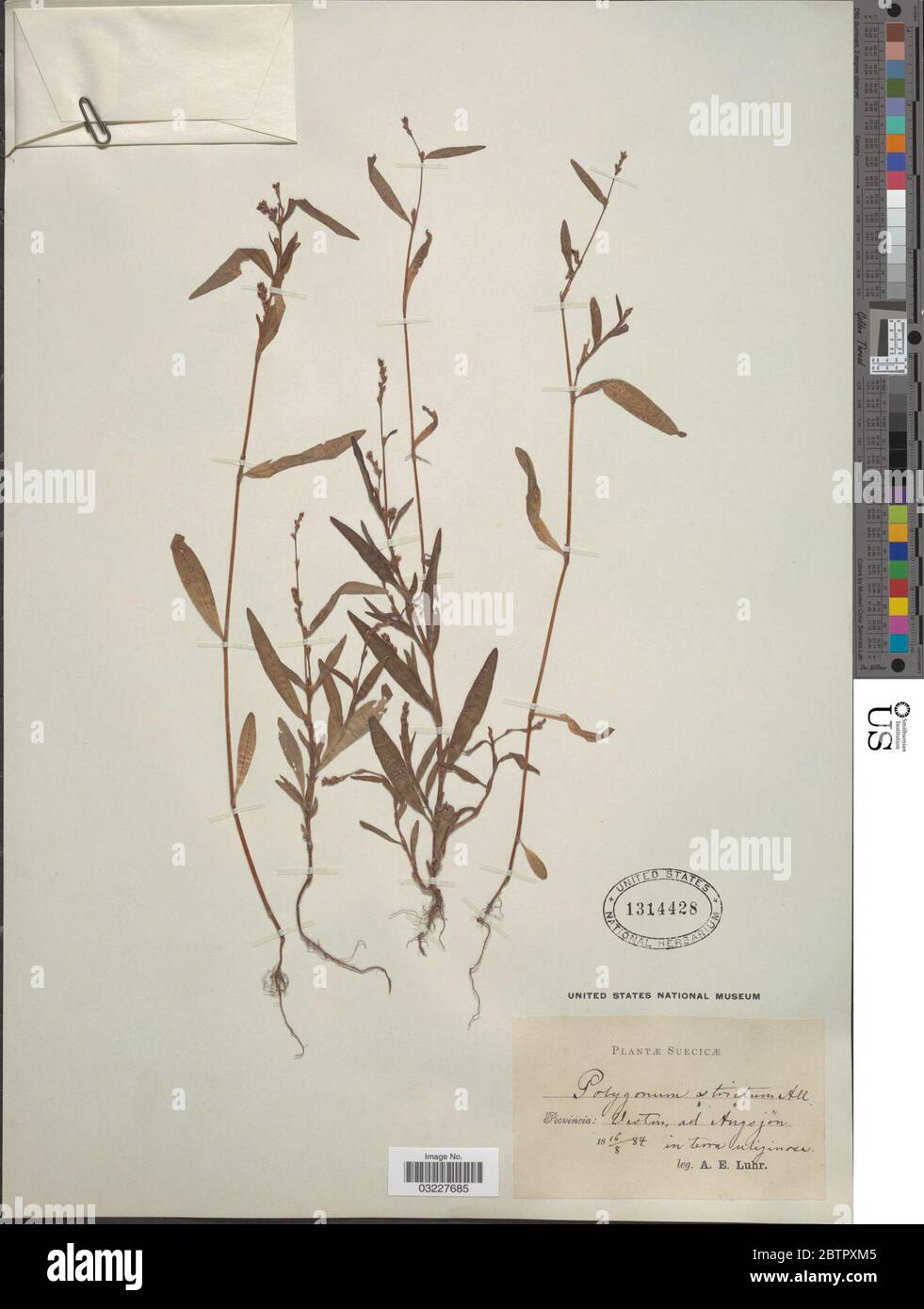 Strictum hi-res stock photography and images - Alamy