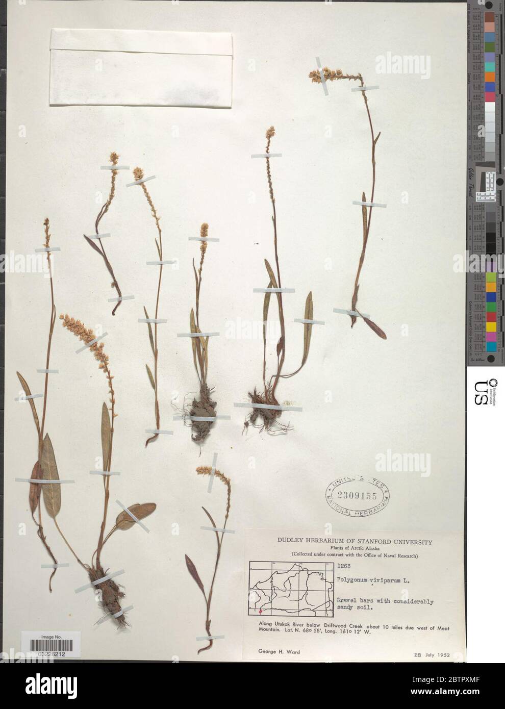 Polygonum viviparum L Stock Photo - Alamy