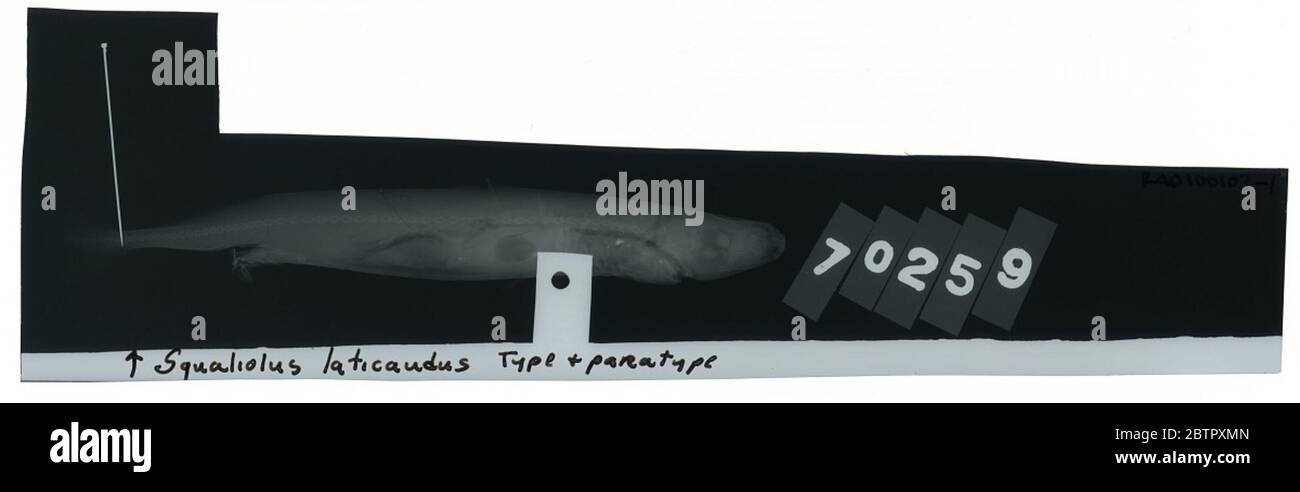 Scoliodon laticaudus. Radiograph is of a type specimen.24 Oct 20181 ...