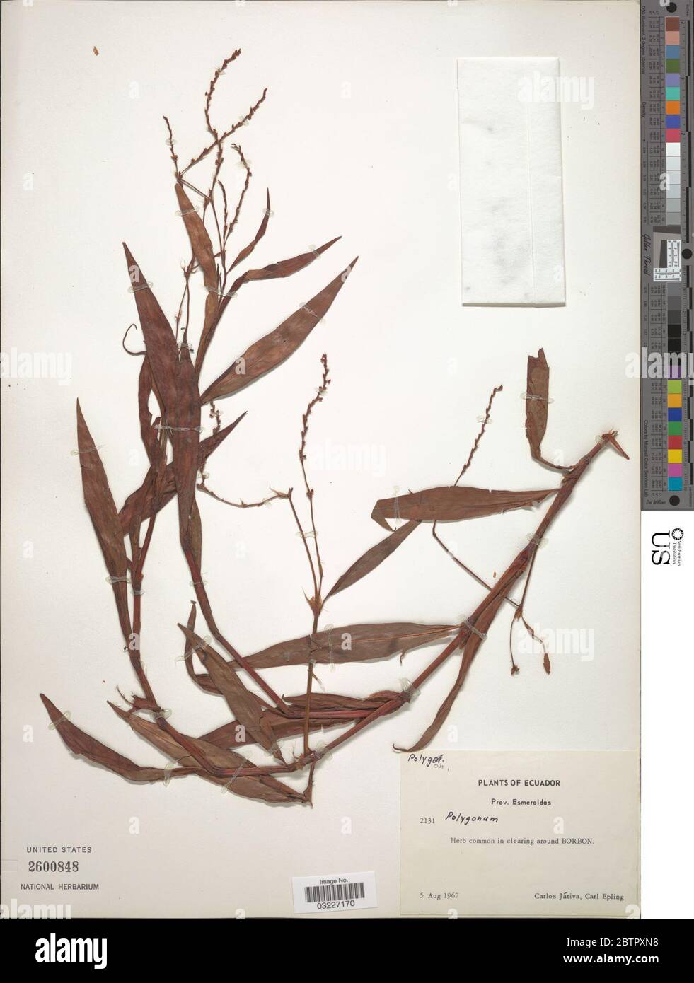 Polygonum Sp High Resolution Stock Photography and Images - Alamy