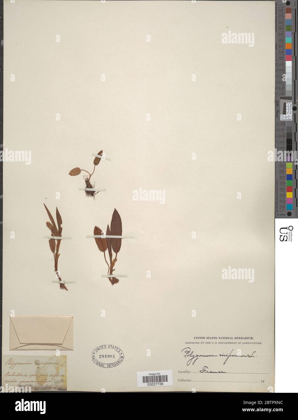 Polygonum viviparum L Stock Photo - Alamy