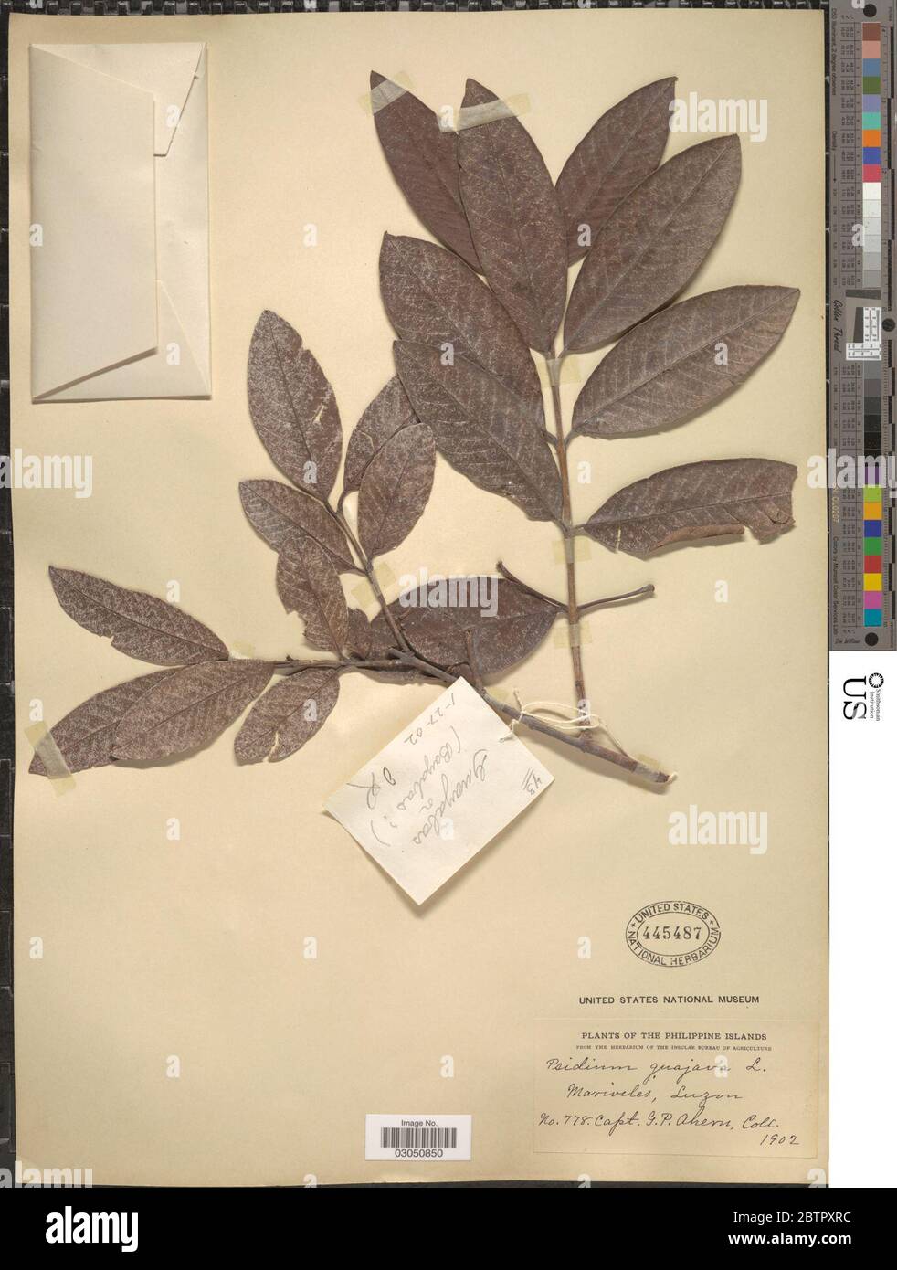 Psidium guajava l hi-res stock photography and images - Alamy