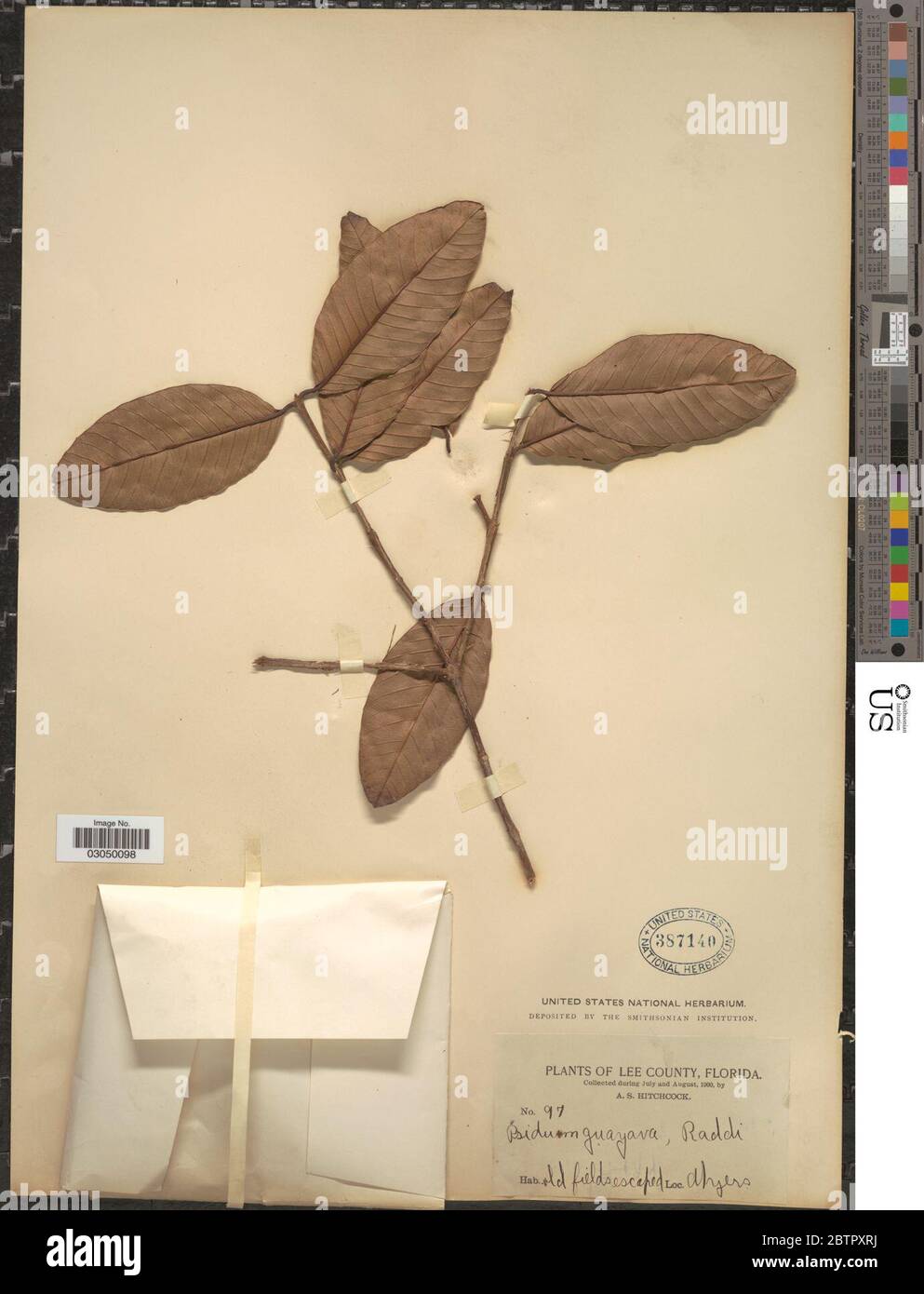 Raddi hi-res stock photography and images - Alamy