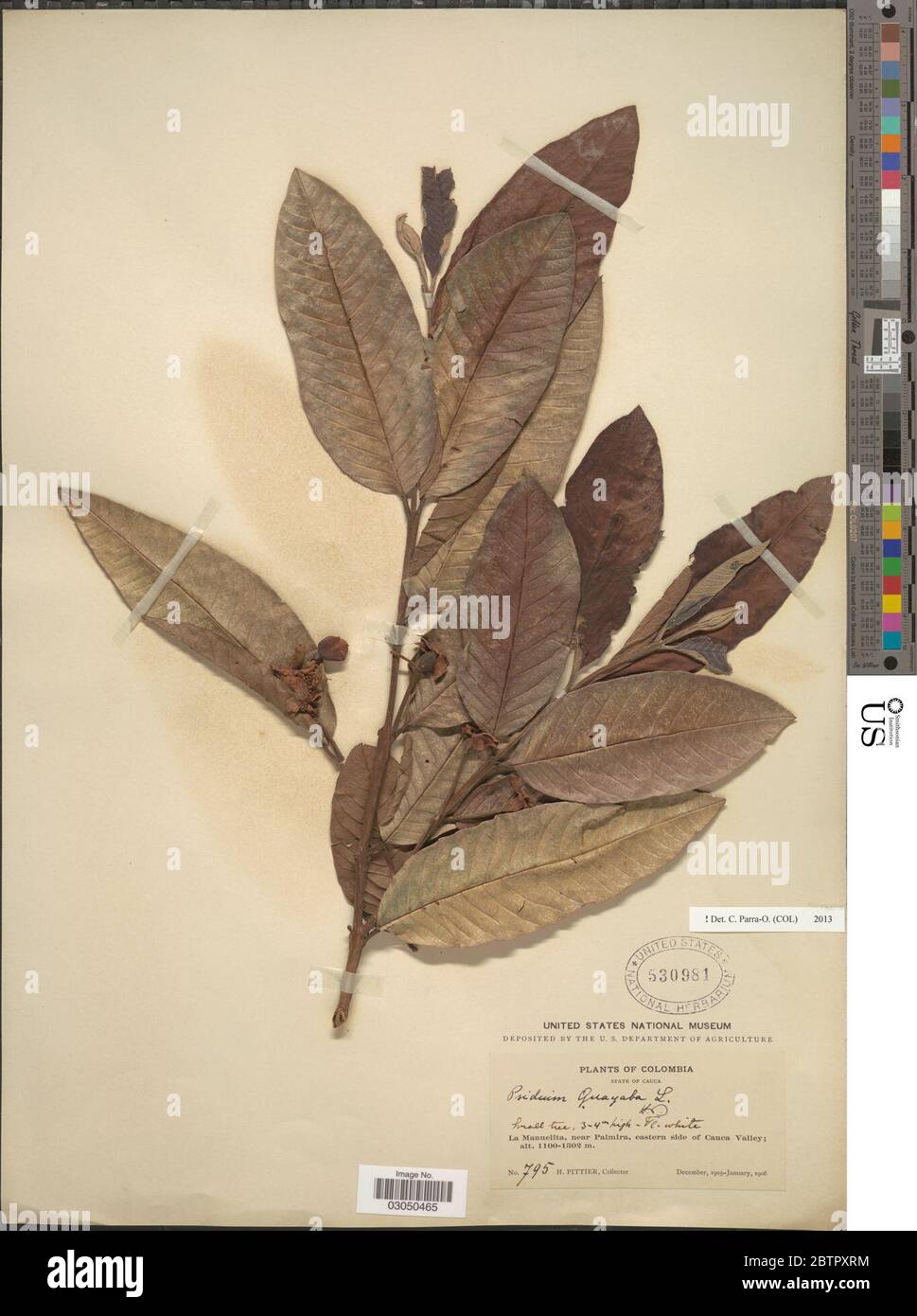 Psidium guajava l hi-res stock photography and images - Alamy