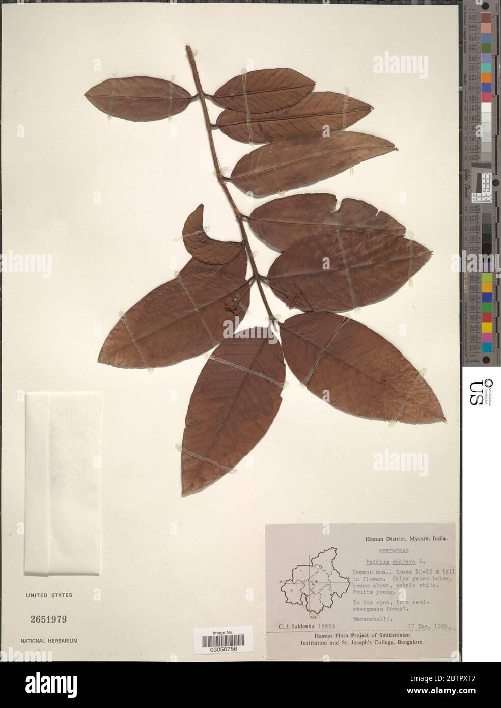 Psidium guajava L Stock Photo - Alamy