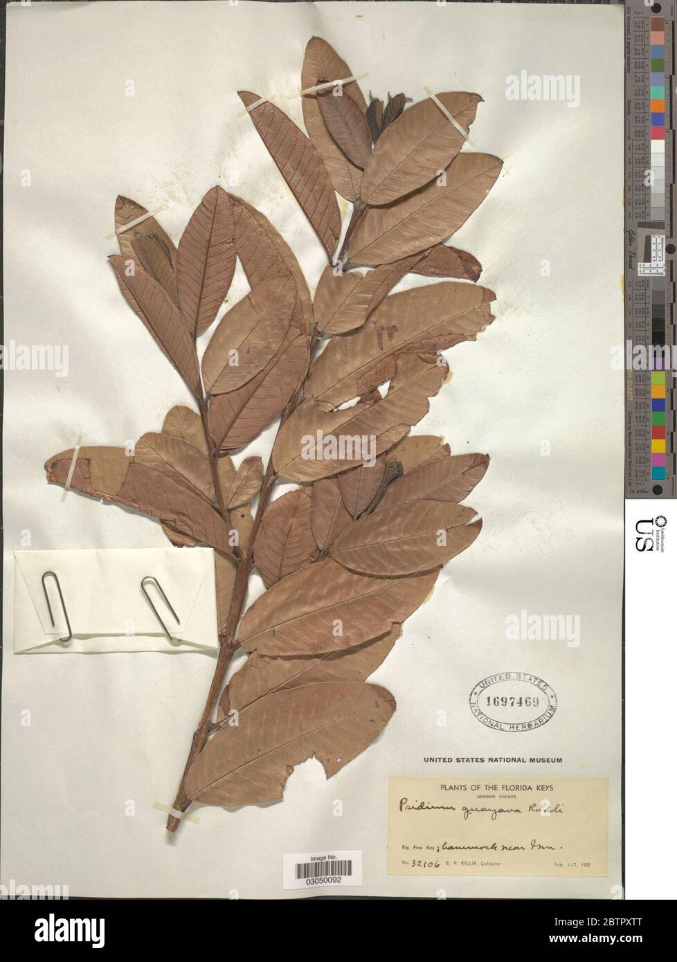 Raddi hi-res stock photography and images - Alamy