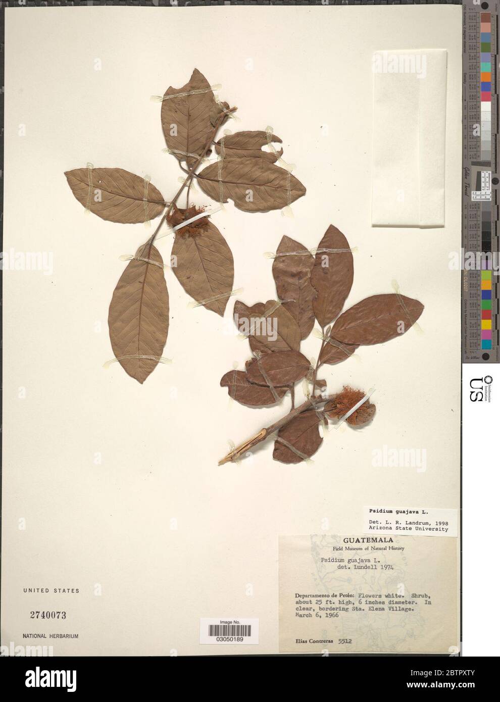 Psidium guajava l hi-res stock photography and images - Alamy