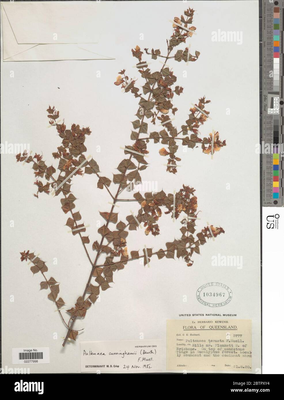 Pultenaea hi-res stock photography and images - Alamy