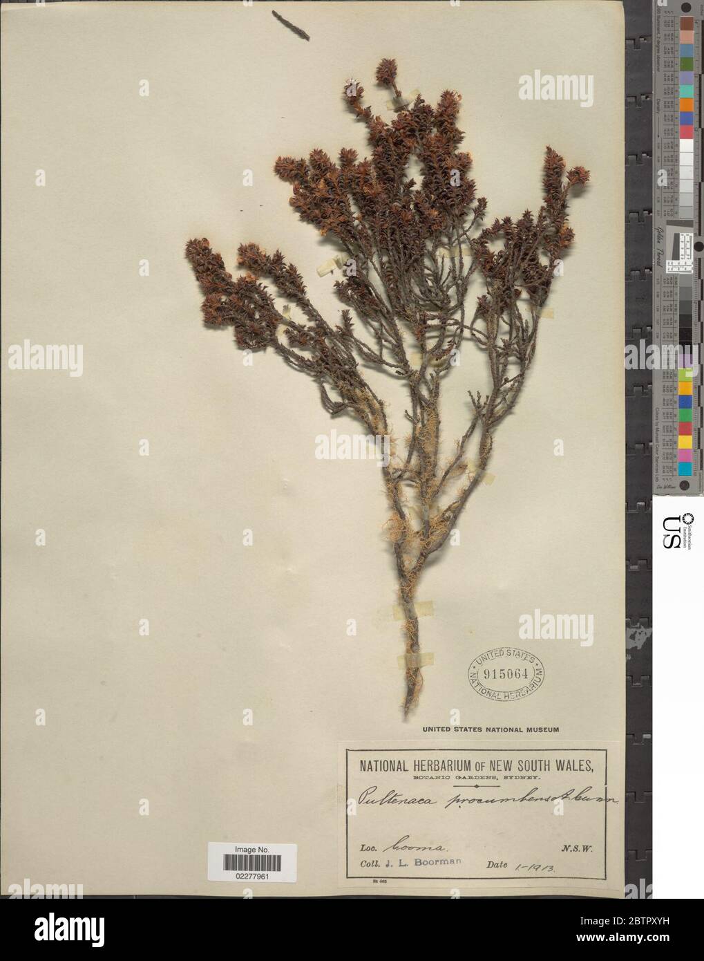 Pultenaea hi-res stock photography and images - Alamy