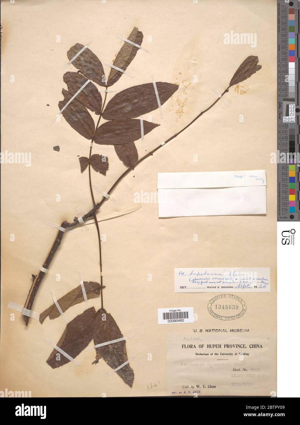 Pterocarya hupehensis hi-res stock photography and images - Alamy