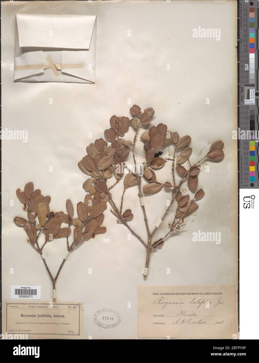 Reynosia septentrionalis hi-res stock photography and images - Alamy