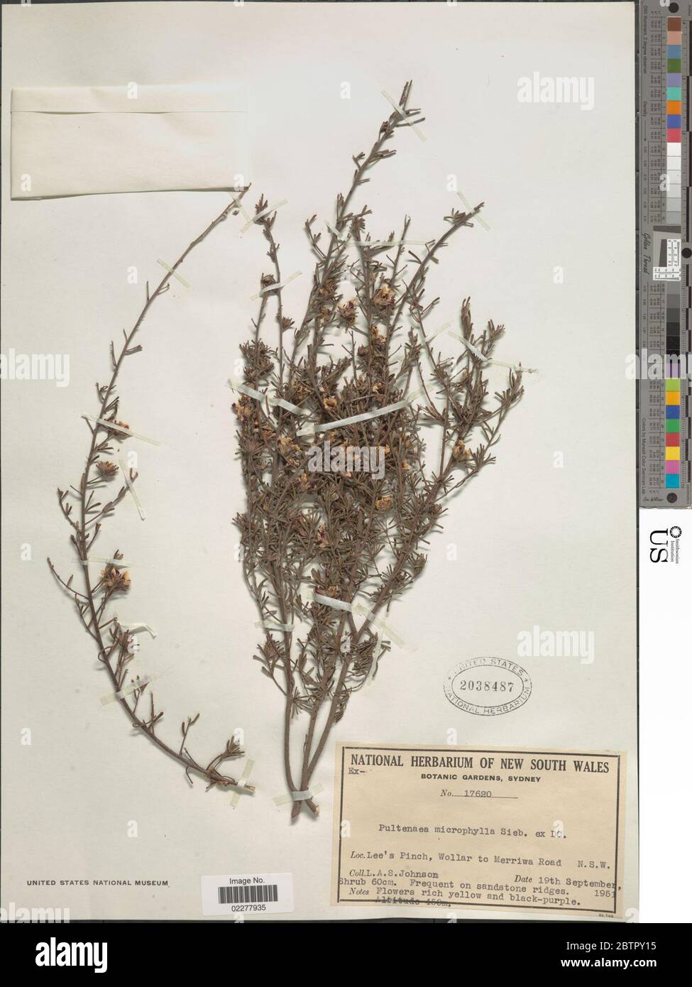 Pultenaea hi-res stock photography and images - Alamy