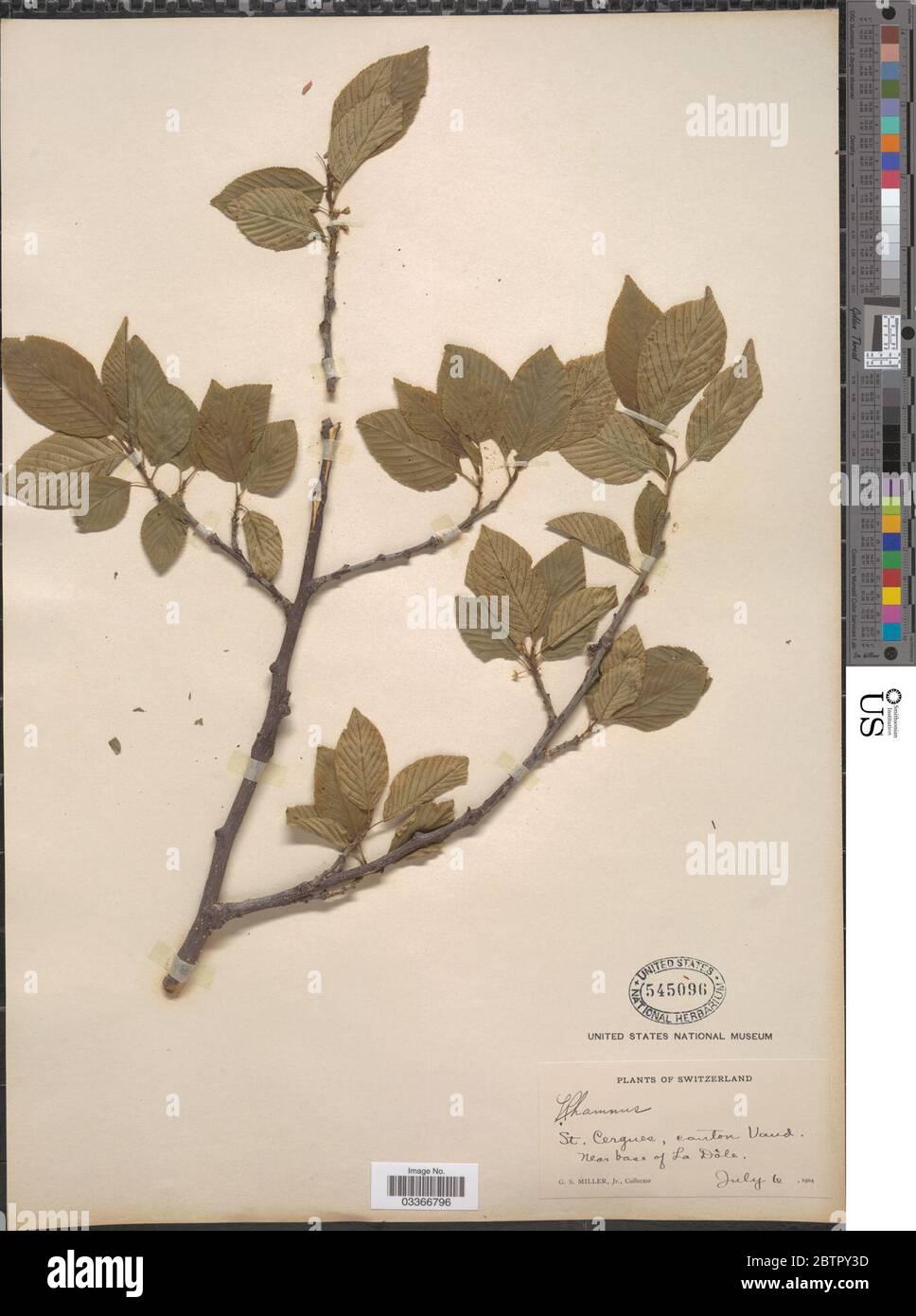 Rhamnus sp hi-res stock photography and images - Alamy