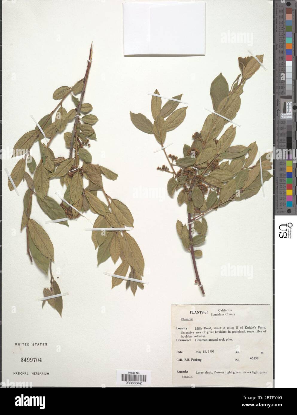 Rhamnus sp hi-res stock photography and images - Alamy