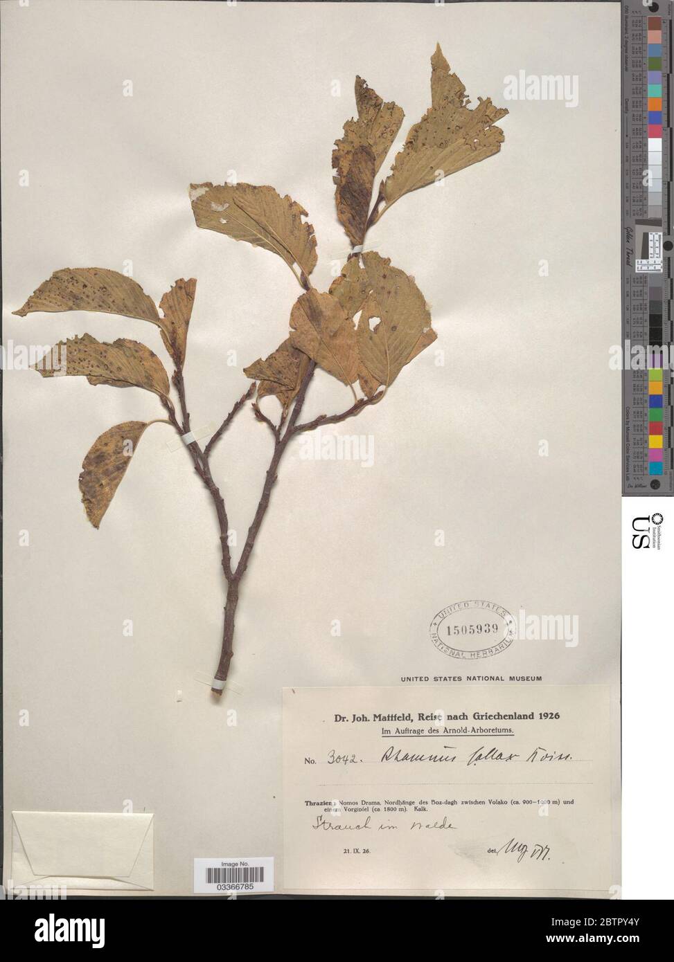 Rhamnus fallax hi-res stock photography and images - Alamy