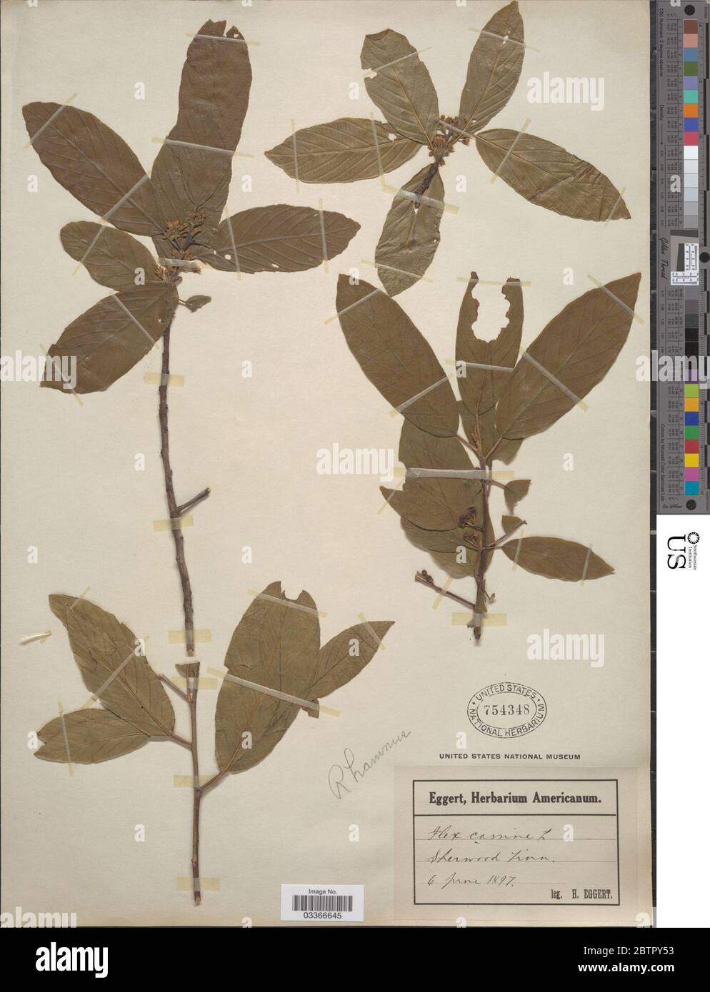 Rhamnus sp hi-res stock photography and images - Alamy