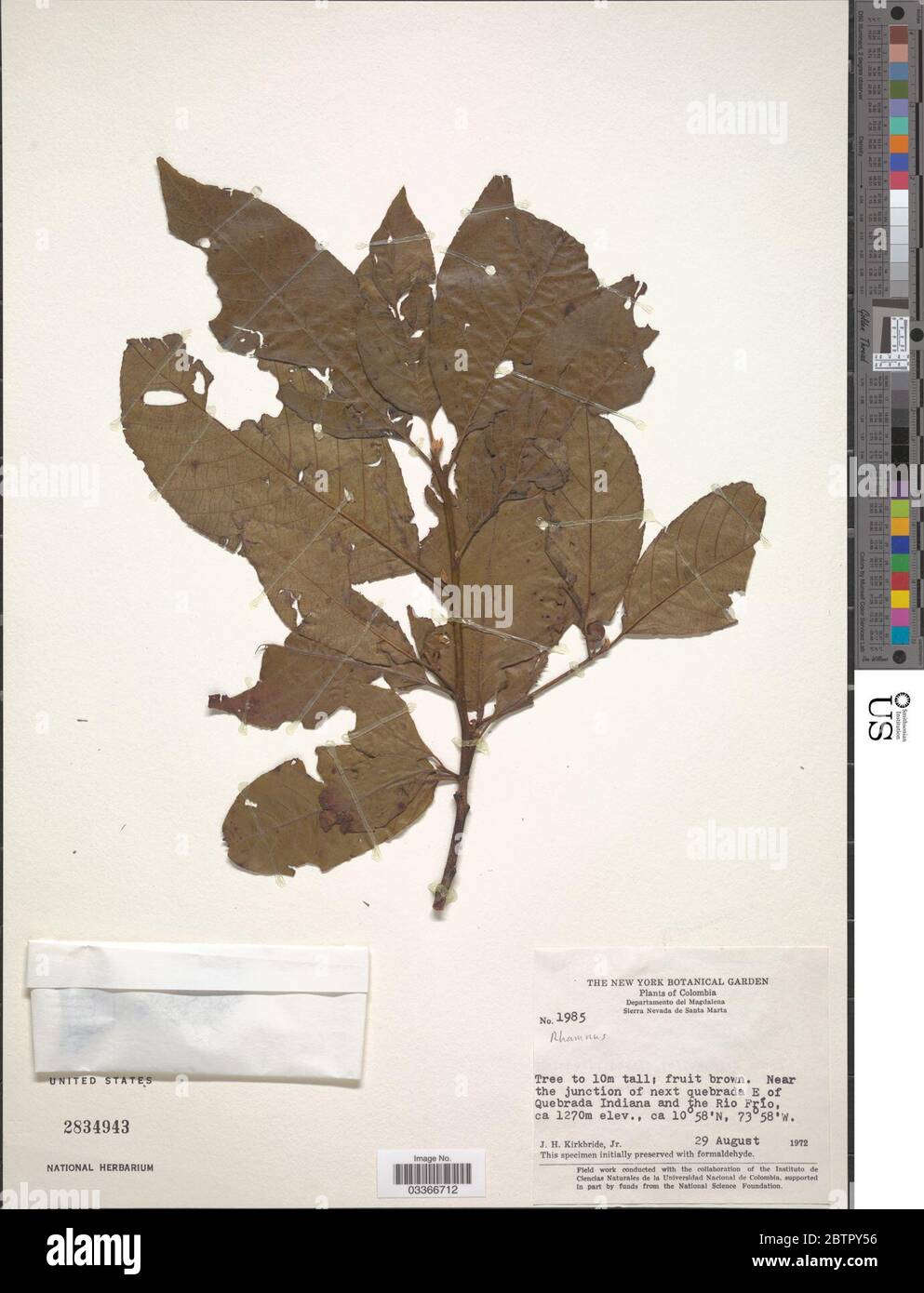 Rhamnus sp hi-res stock photography and images - Alamy