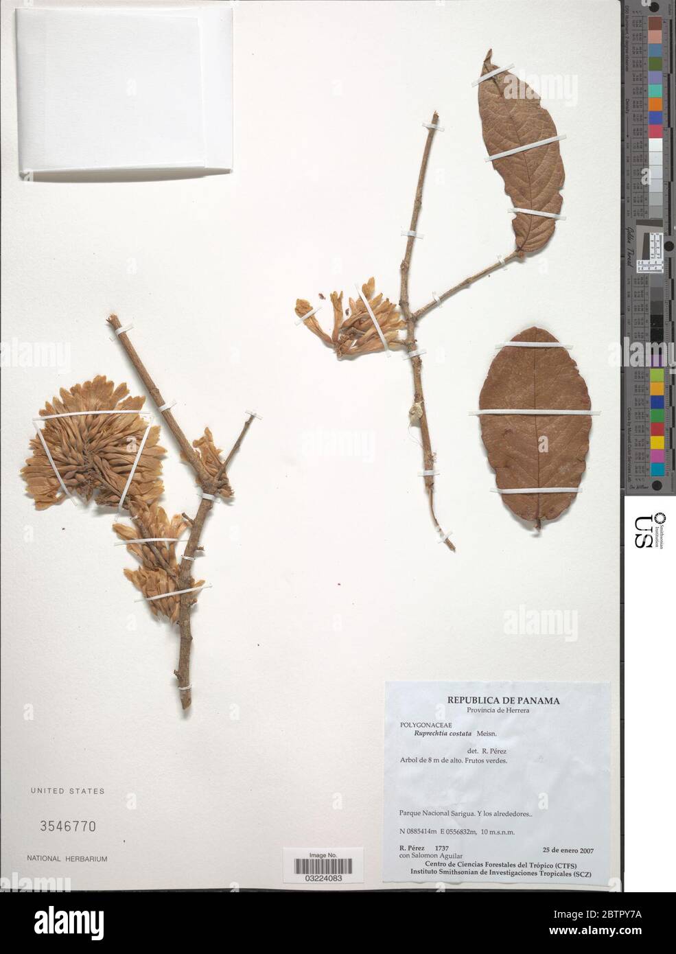 Costata hi-res stock photography and images - Alamy