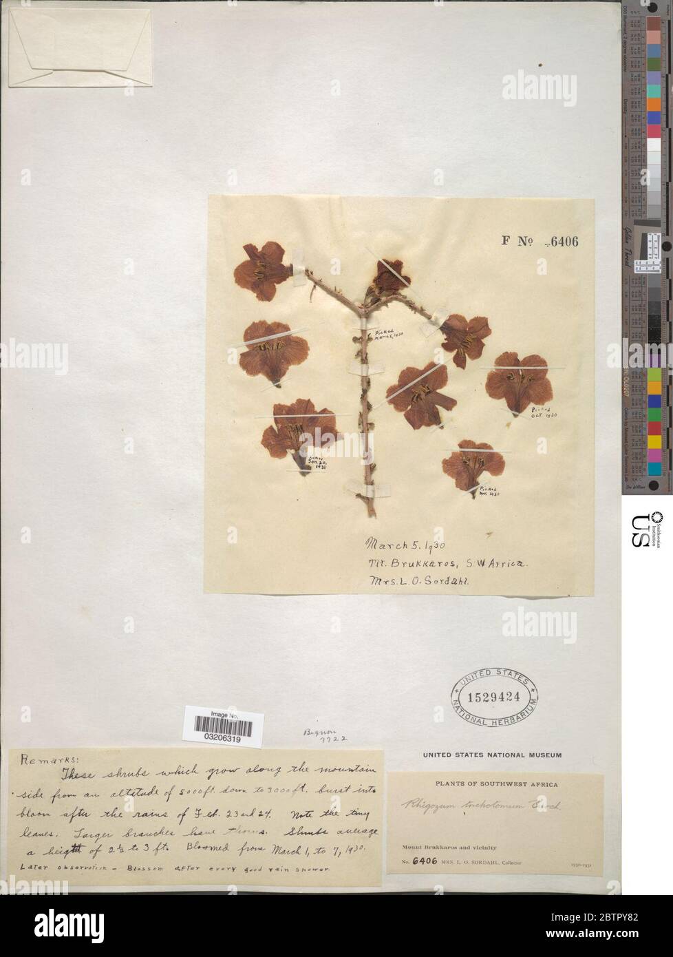 Rhigozum hi-res stock photography and images - Alamy