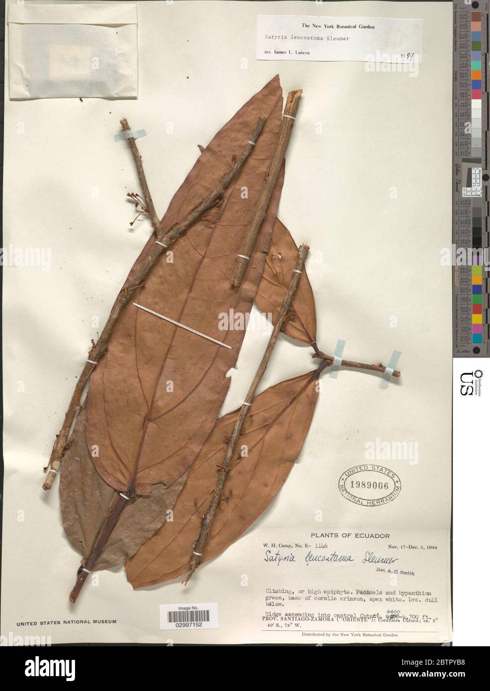 Leucostoma hi-res stock photography and images - Alamy