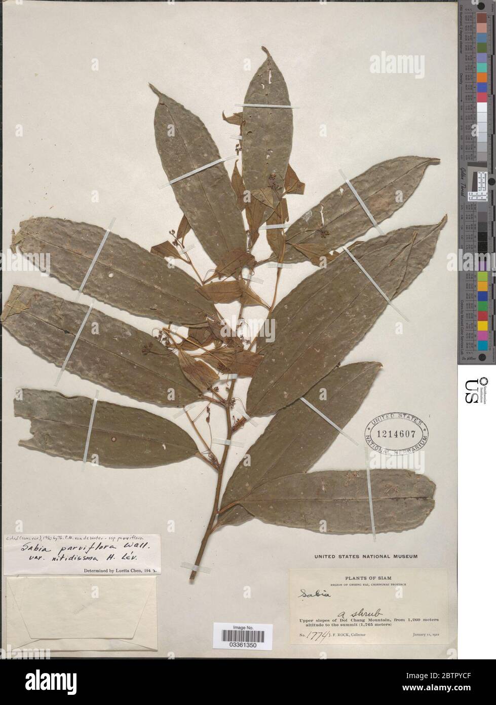 Sabia parviflora Wall ex Roxb Stock Photo - Alamy