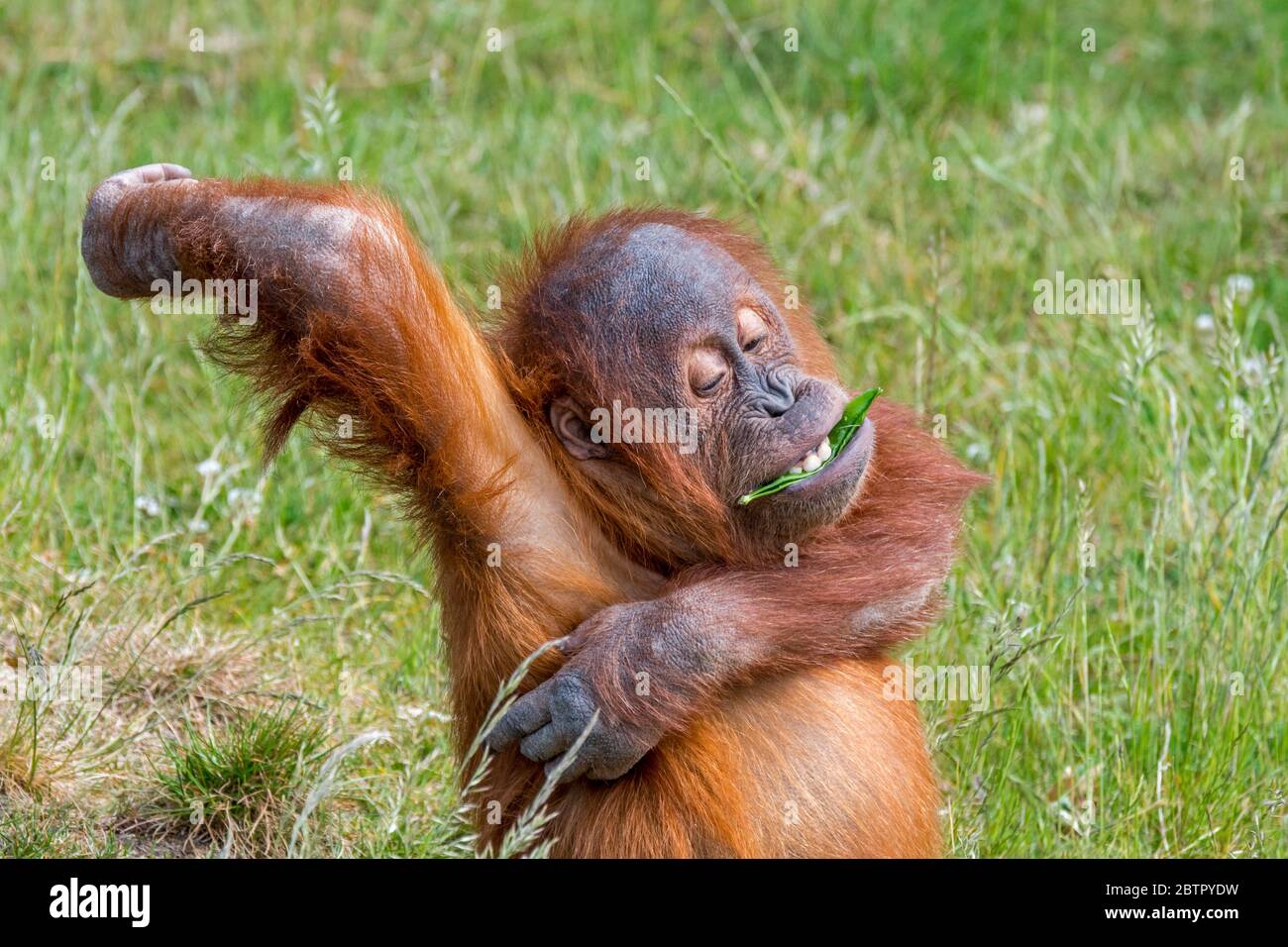 Young Sumatran orangutan (Pongo abelii) eating leaf while scratching ...