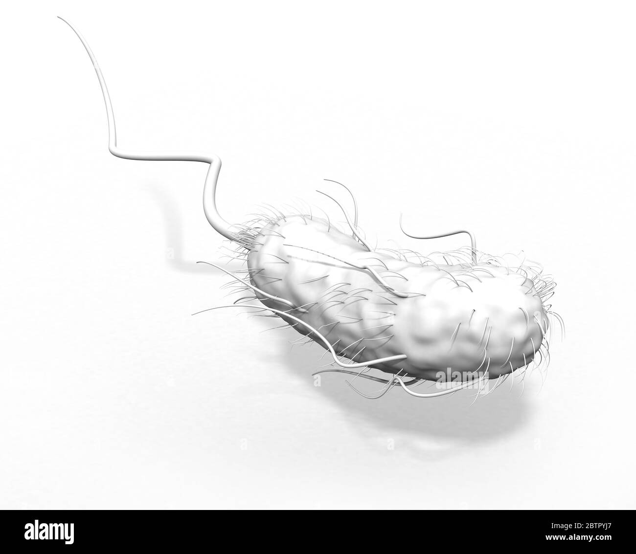 3D Illustration showing Escherichia coli bacteria (E. coli) with ...