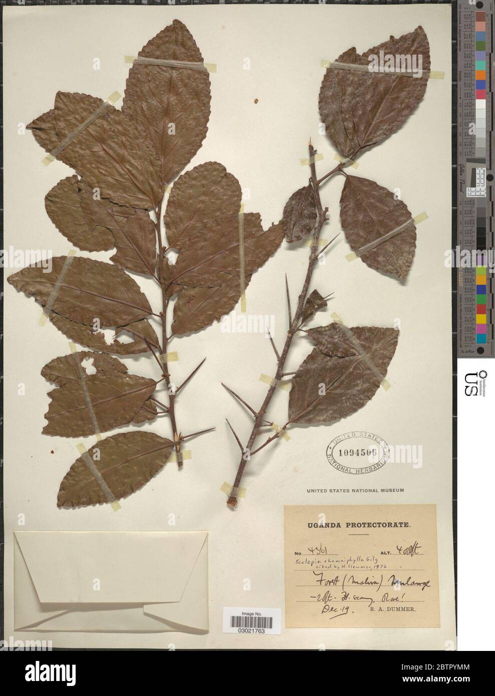 Scolopia hi-res stock photography and images - Alamy