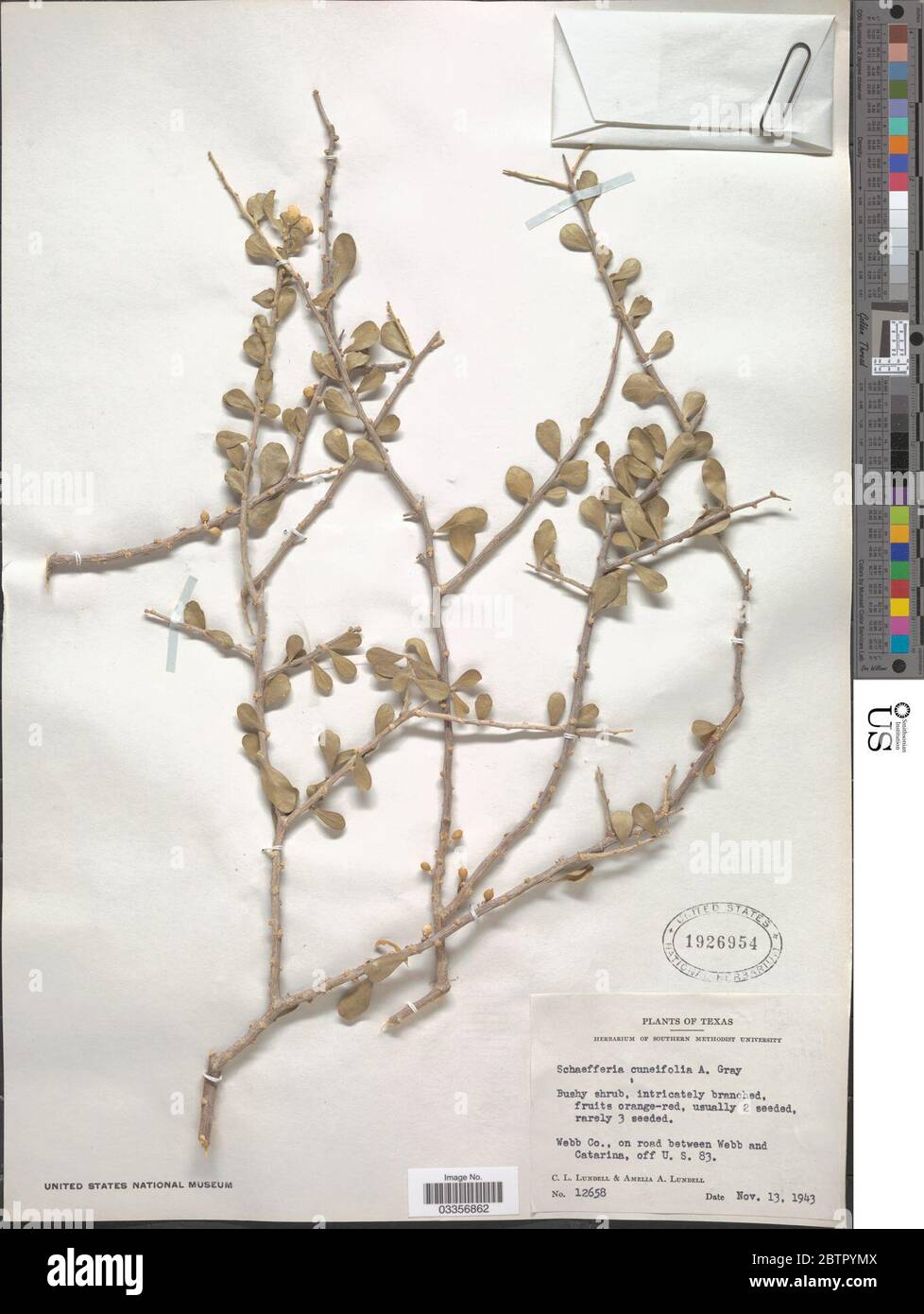 Schaefferia cuneifolia A Gray Stock Photo - Alamy