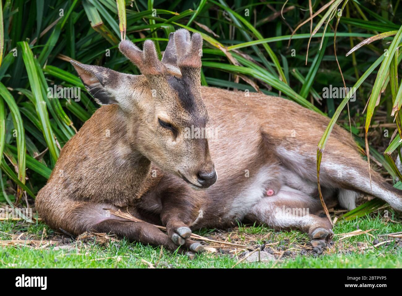 Axis deer pakistan hi-res stock photography and images - Alamy
