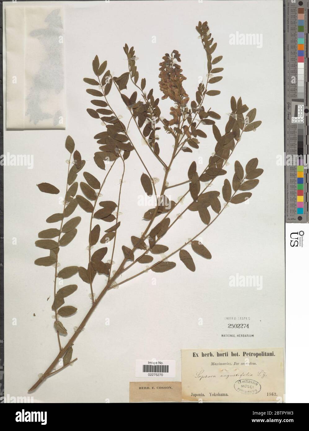 Sophora angustifolia hi-res stock photography and images - Alamy