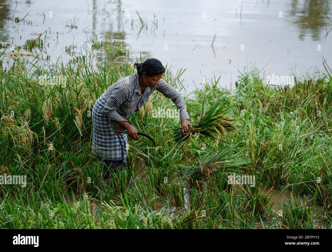 Large rice paddy field flood hi-res stock photography and images - Alamy