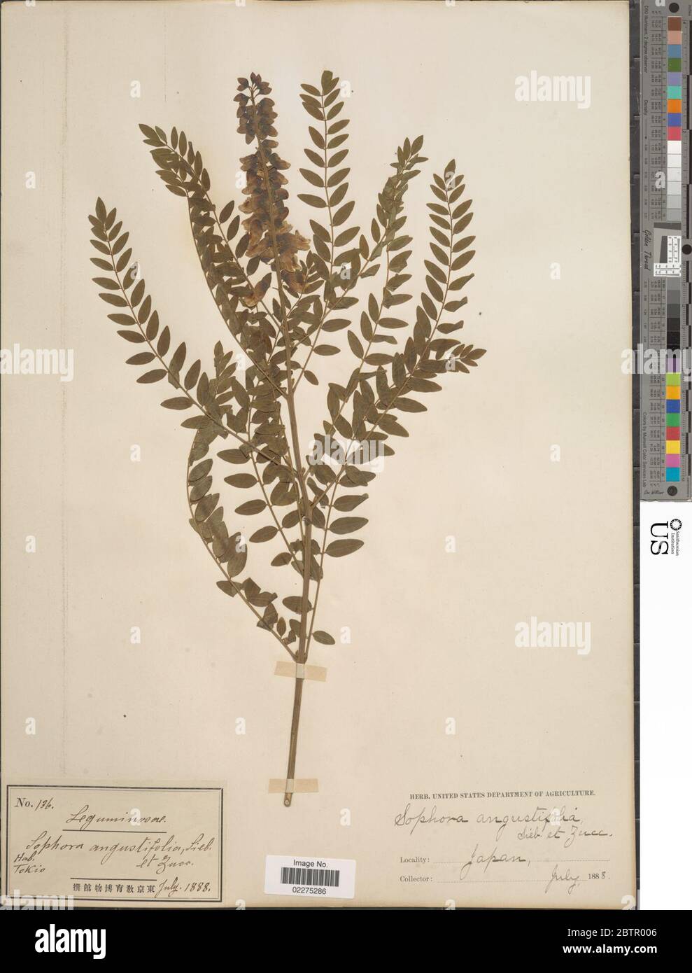 Sophora flavescens hi-res stock photography and images - Alamy