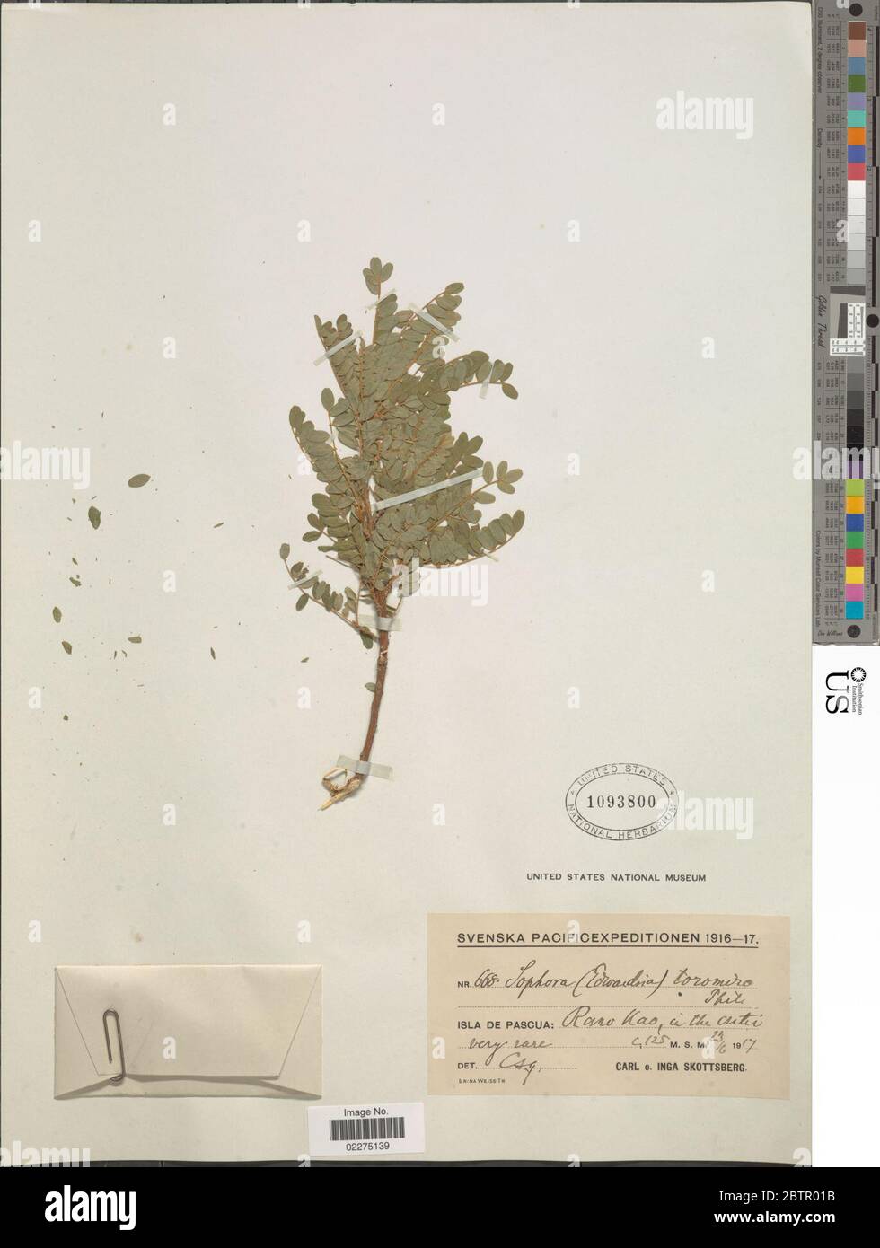 Sophora toromiro Skottsb Stock Photo - Alamy