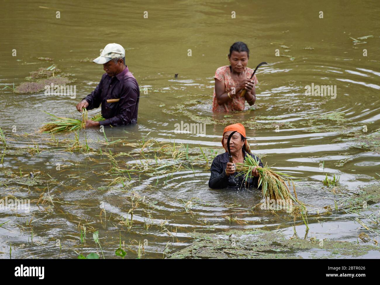 Rice cultivation assam hi-res stock photography and images - Alamy