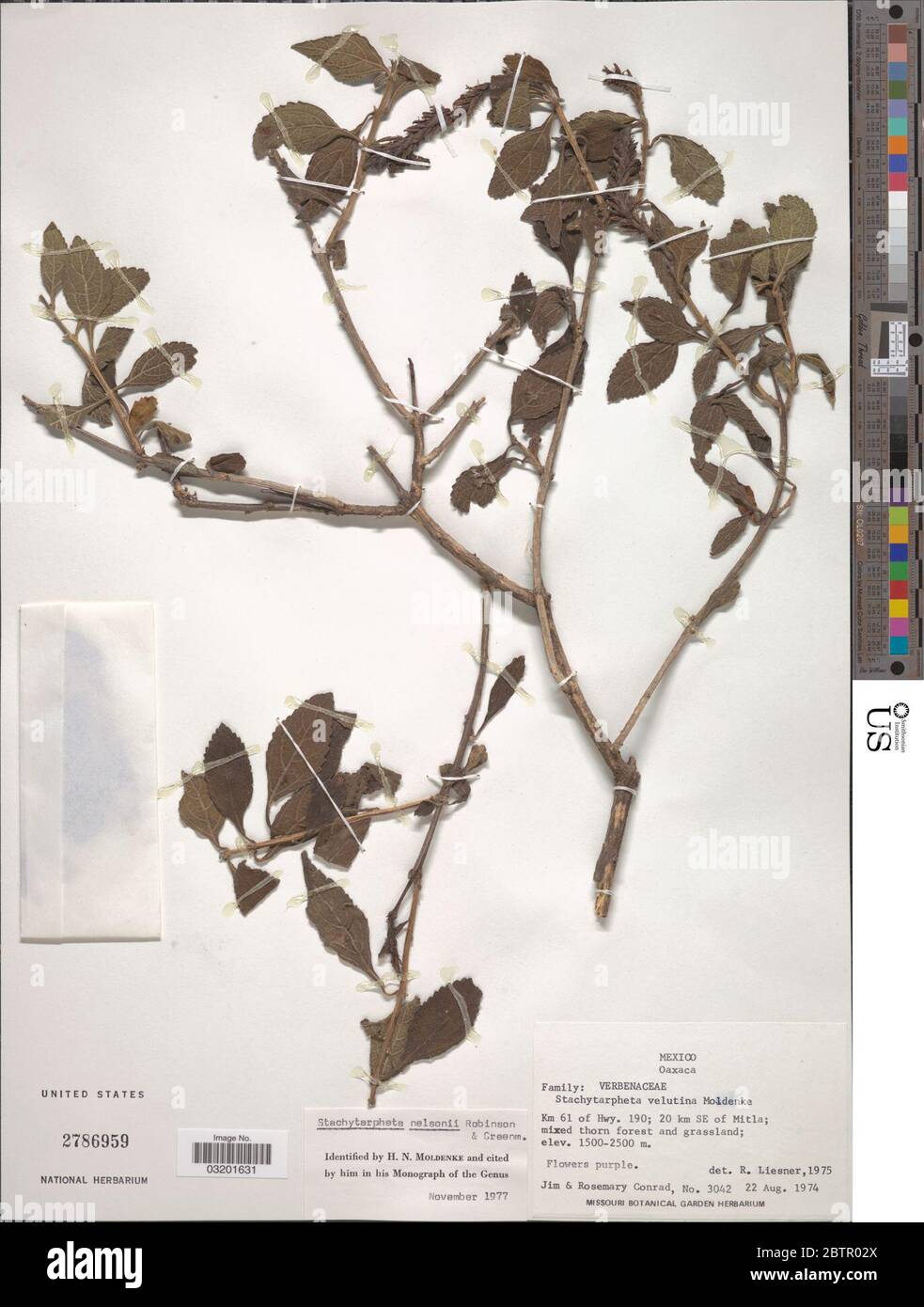 Nelsonii hi-res stock photography and images - Alamy