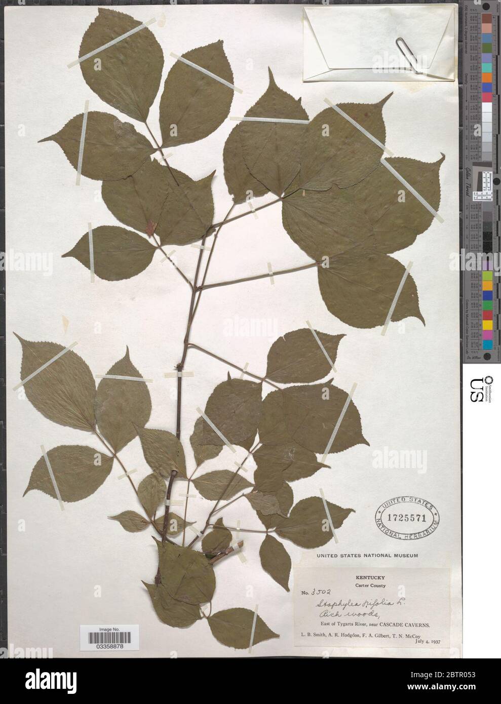 Staphylea Trifolia High Resolution Stock Photography and Images - Alamy