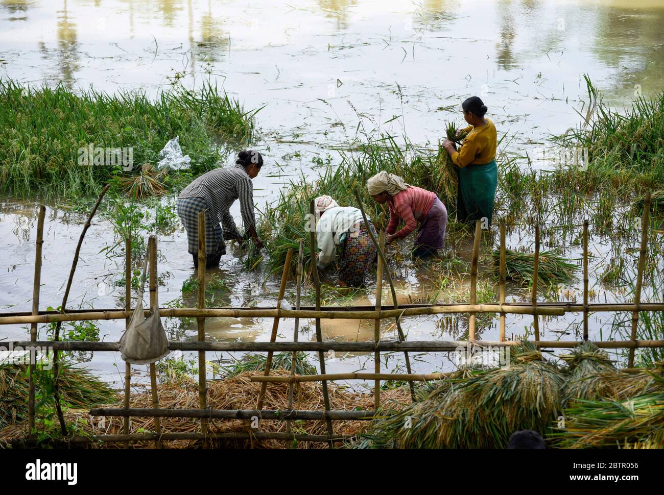 Large rice paddy field flood hi-res stock photography and images - Alamy