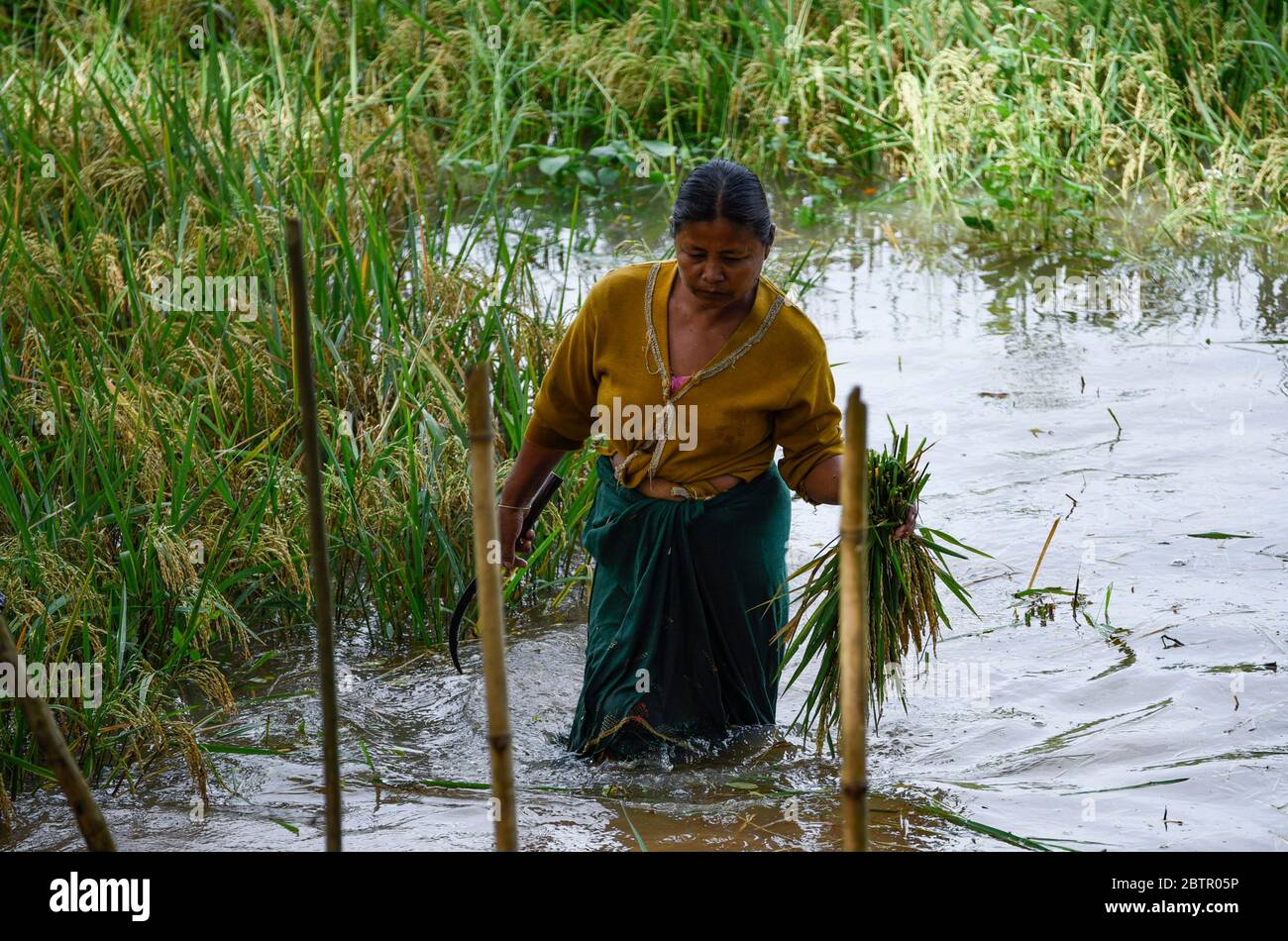 Rice cultivation assam hi-res stock photography and images - Alamy