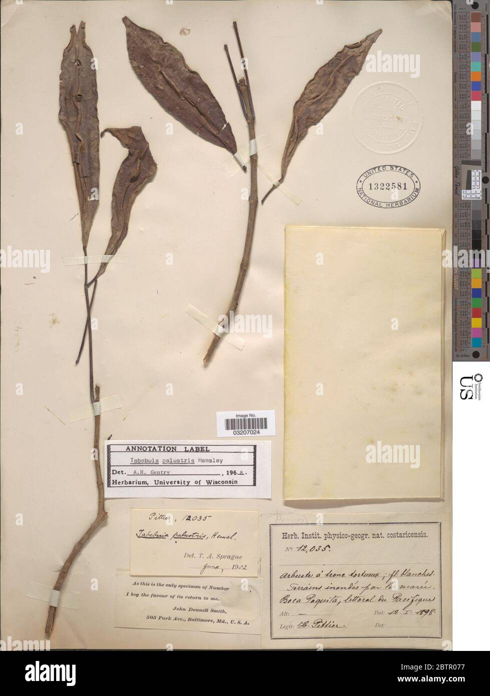 Tabebuia palustris Hemsl Stock Photo - Alamy